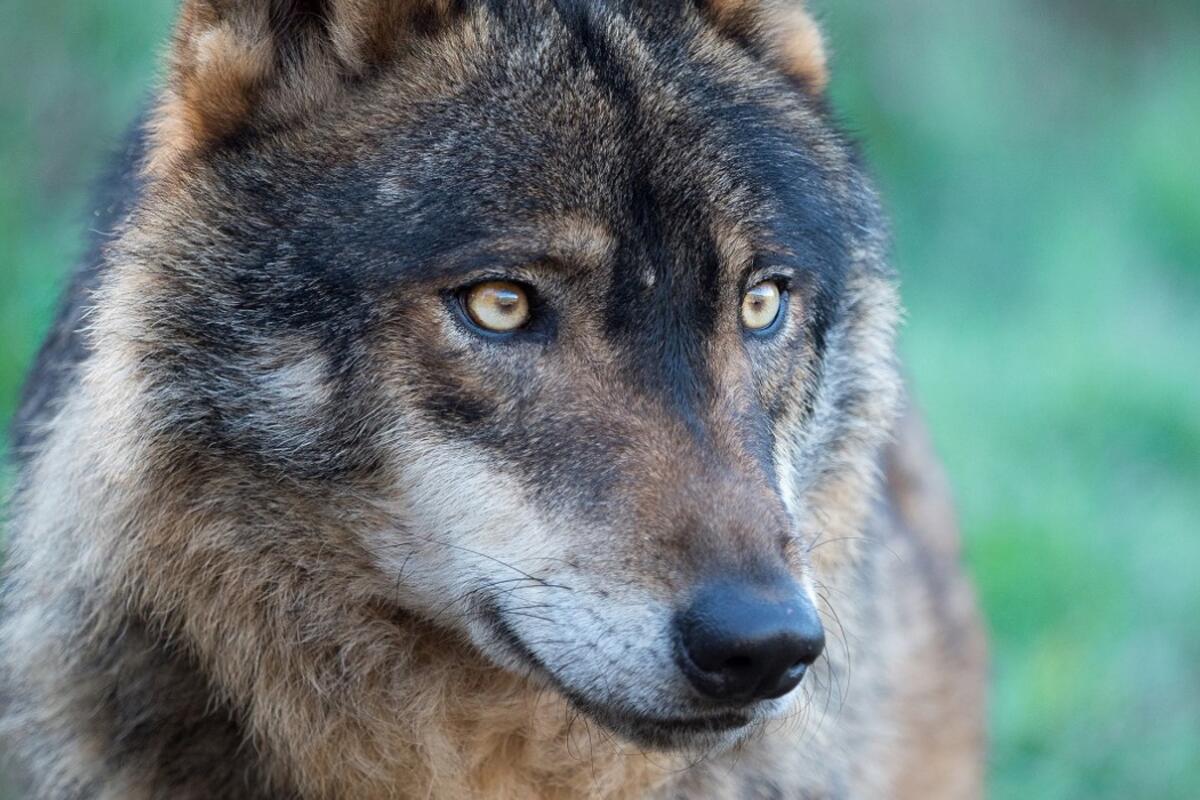 Wolven in Limburg | OKV