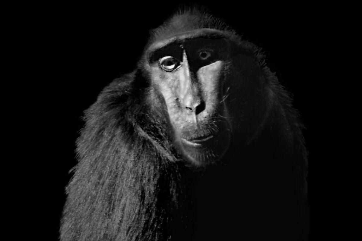 Elliot Ross - Seeing animals | OKV